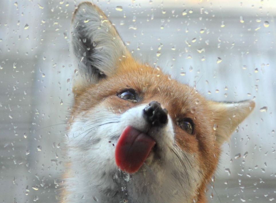 22 fotos fantásticas de raposas vais ficar apaixonado